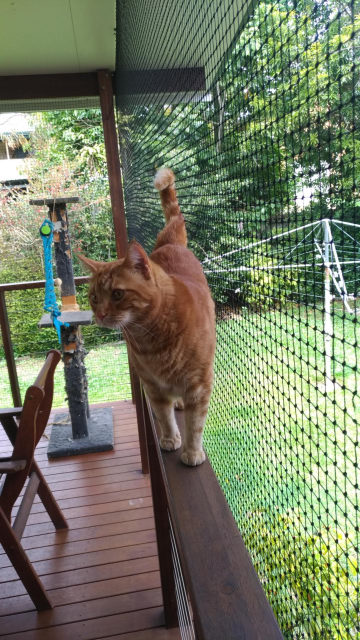 Magnificent Enclosed Deck - Safecats