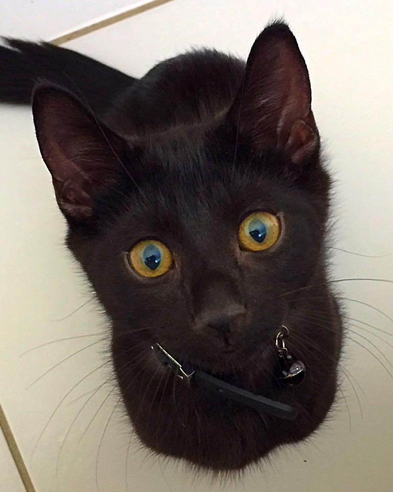 Blackjack’s new cat enclosure - Safecats