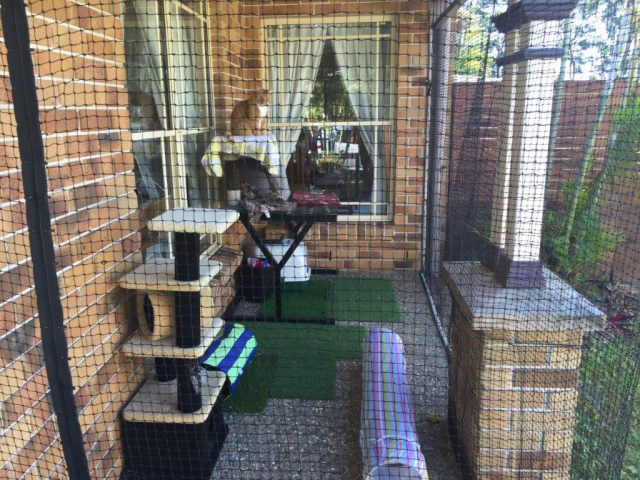 Fergus’s new cat enclosure - Safecats